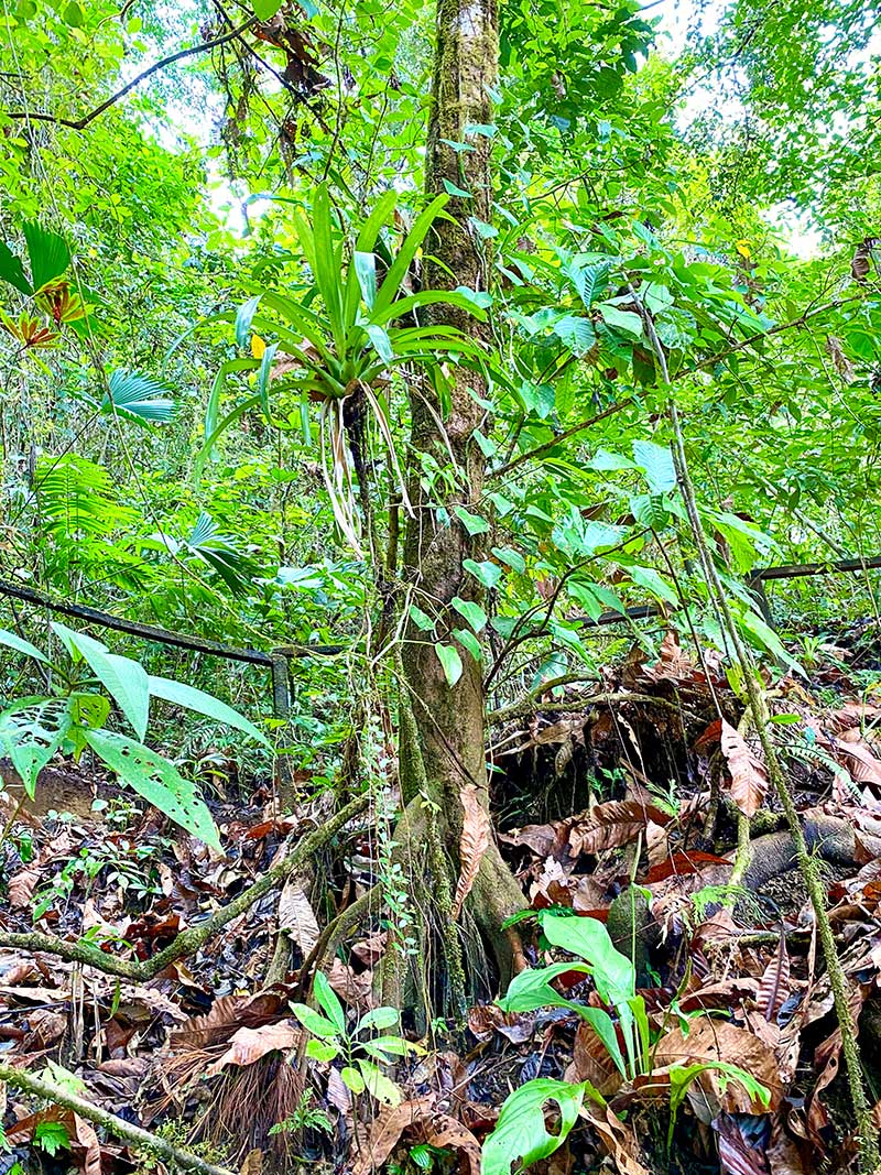 Rainmaker Conservation Park, Costa Rica - Art of the Itinerary
